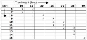 Timber Cruise - The Futures Channel